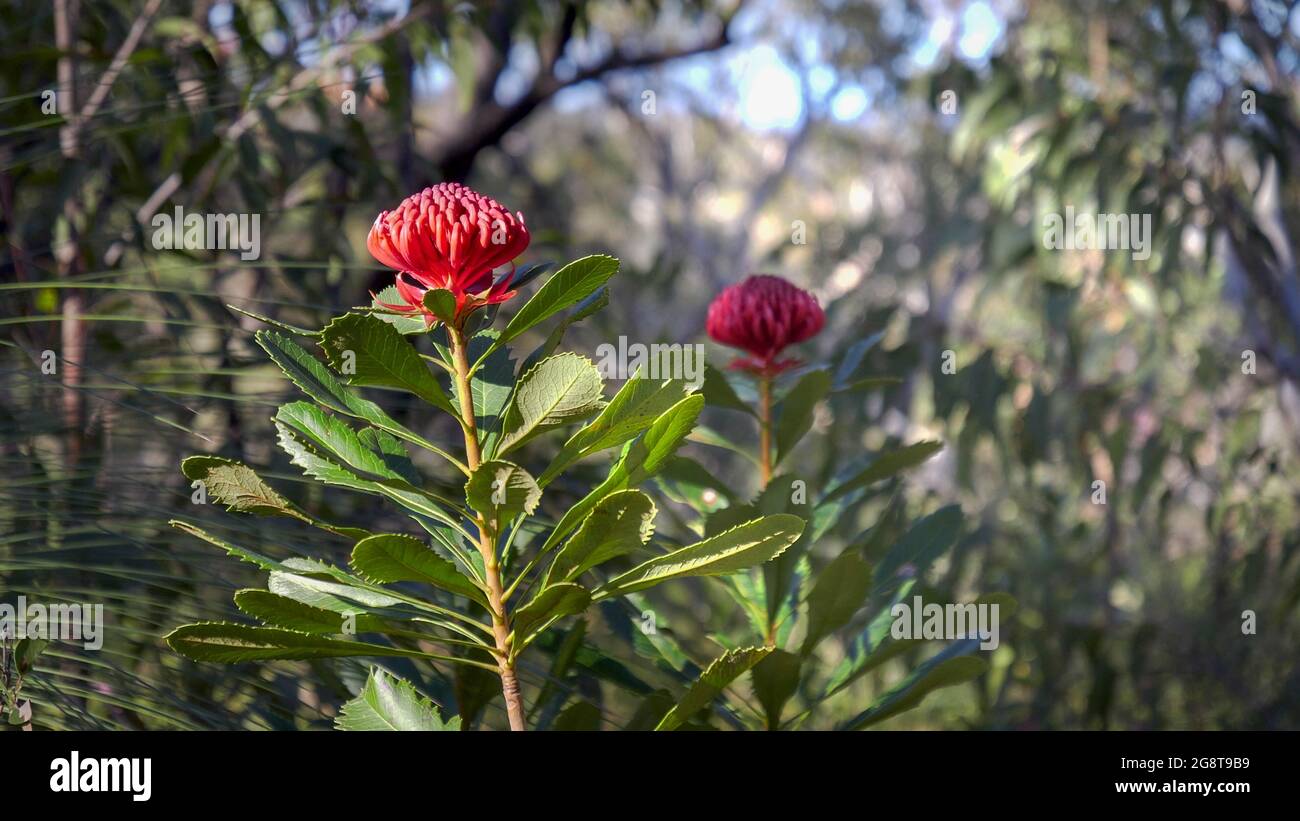 Nsw Flower Emblem High Resolution Stock Photography and Images - Alamy
