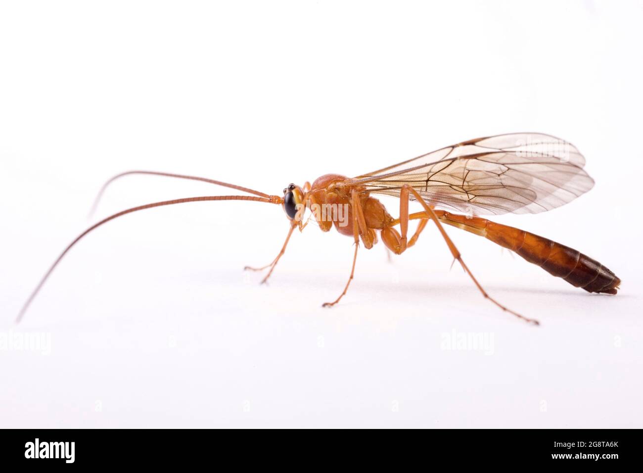 ichneumon fly, ichneumon (Ichneumonidae), male, cut-out, Austria Stock ...