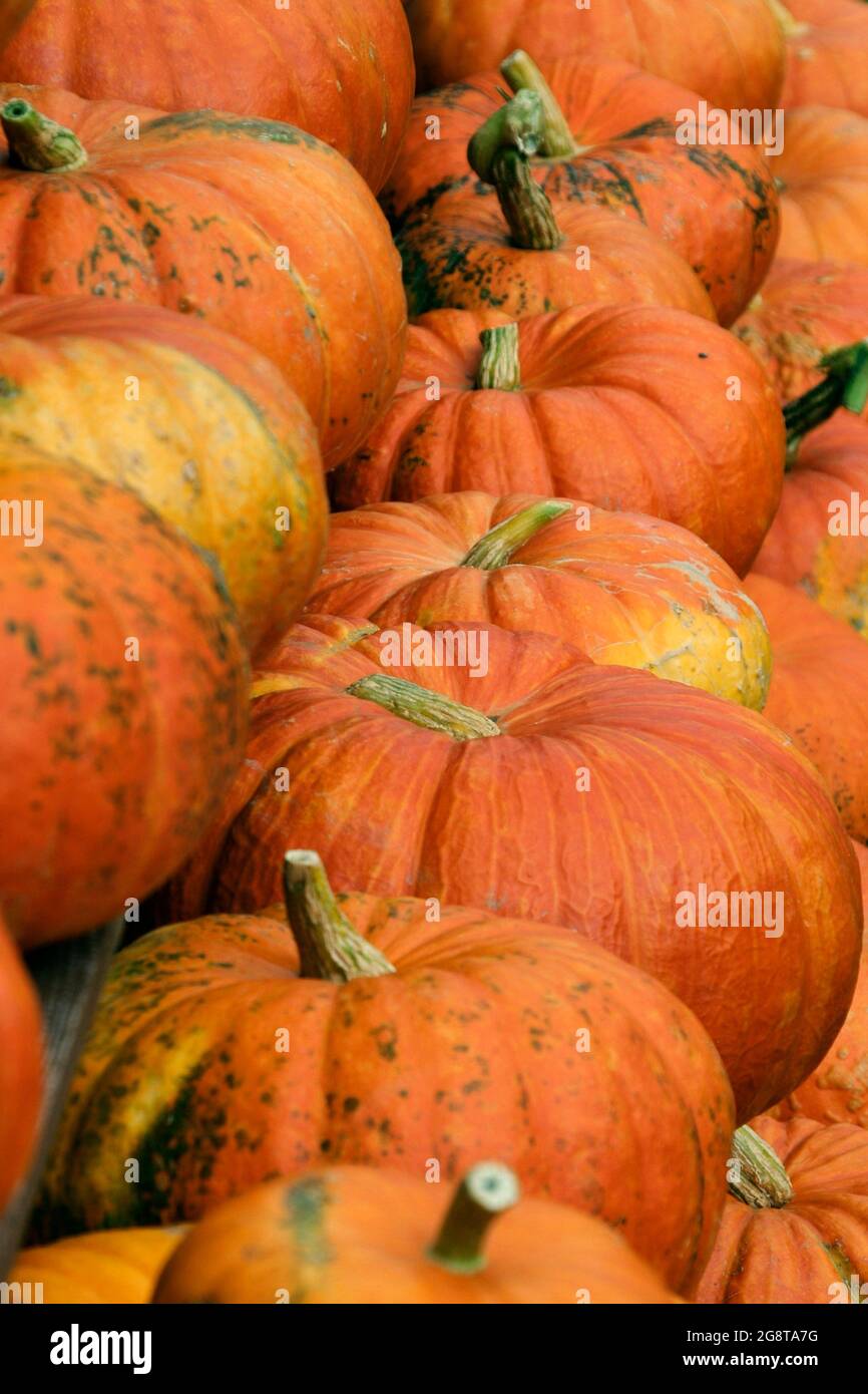 Vertical pumpkins hi-res stock photography and images - Alamy