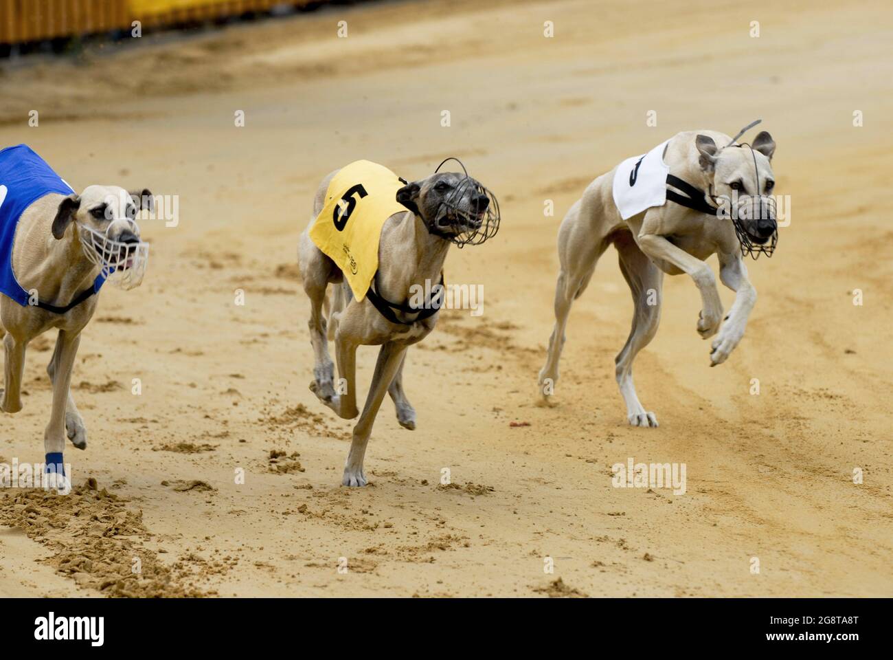 Greyhound Race Horizontal High Resolution Stock Photography and Images ...