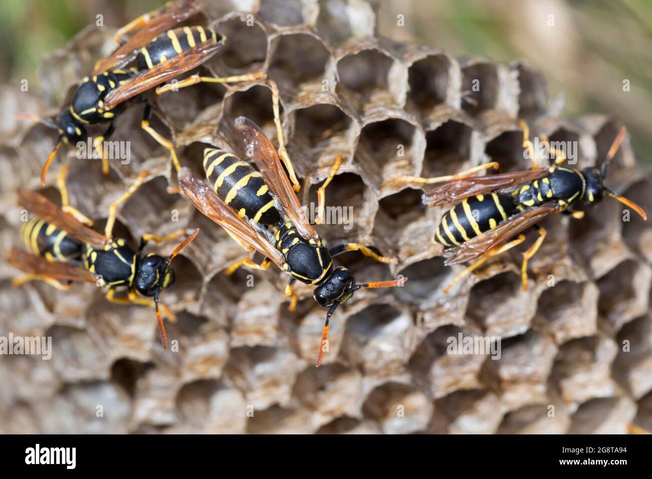 Paper wasp (Polistes nimpha, Polistes opinabilis), some paper wasps at ...