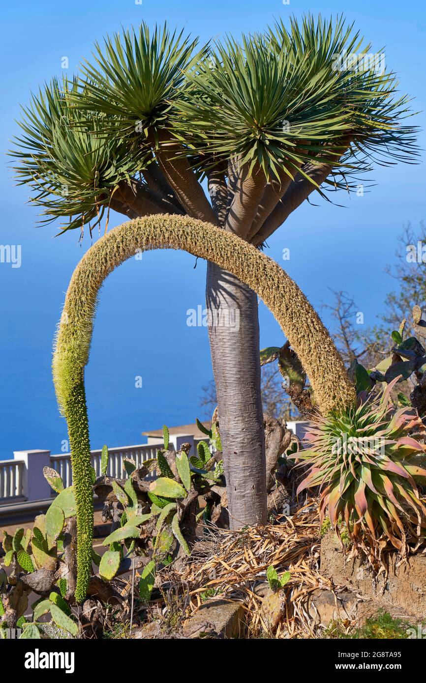 Agave tree hi-res stock photography and images - Alamy