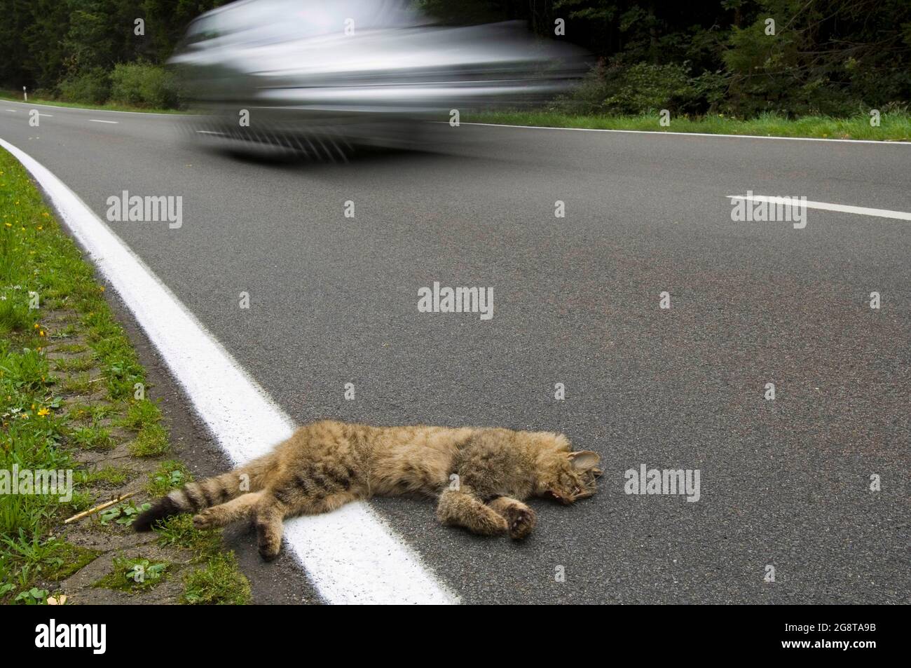 European wildcat, forest wildcat (Felis silvestris silvestris), knocked ...