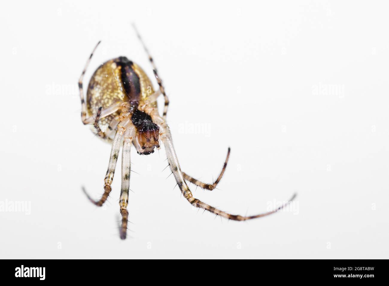 Meta segmentata hi-res stock photography and images - Alamy