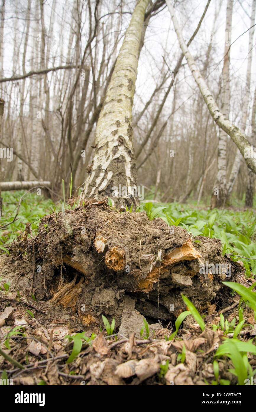 Birch roots hi-res stock photography and images - Alamy