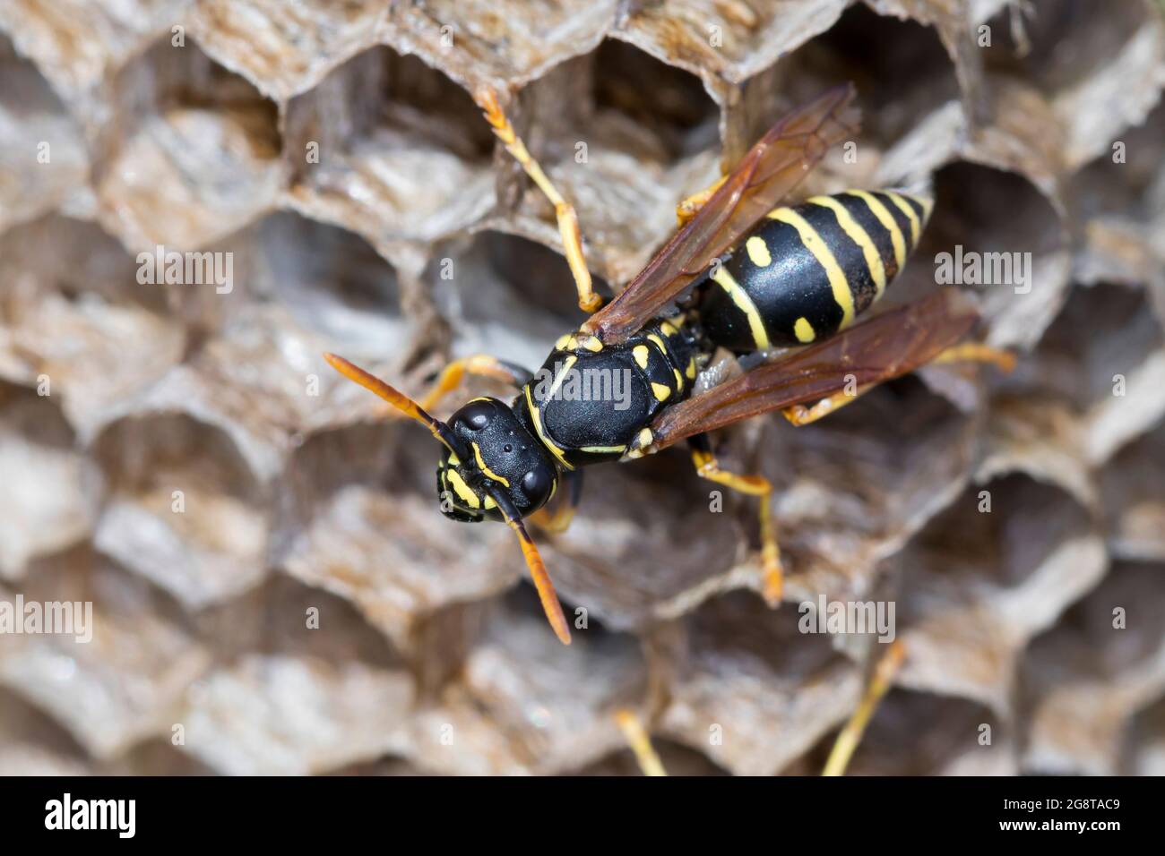 Paper wasp (Polistes nimpha, Polistes opinabilis), on its nest, Germany ...