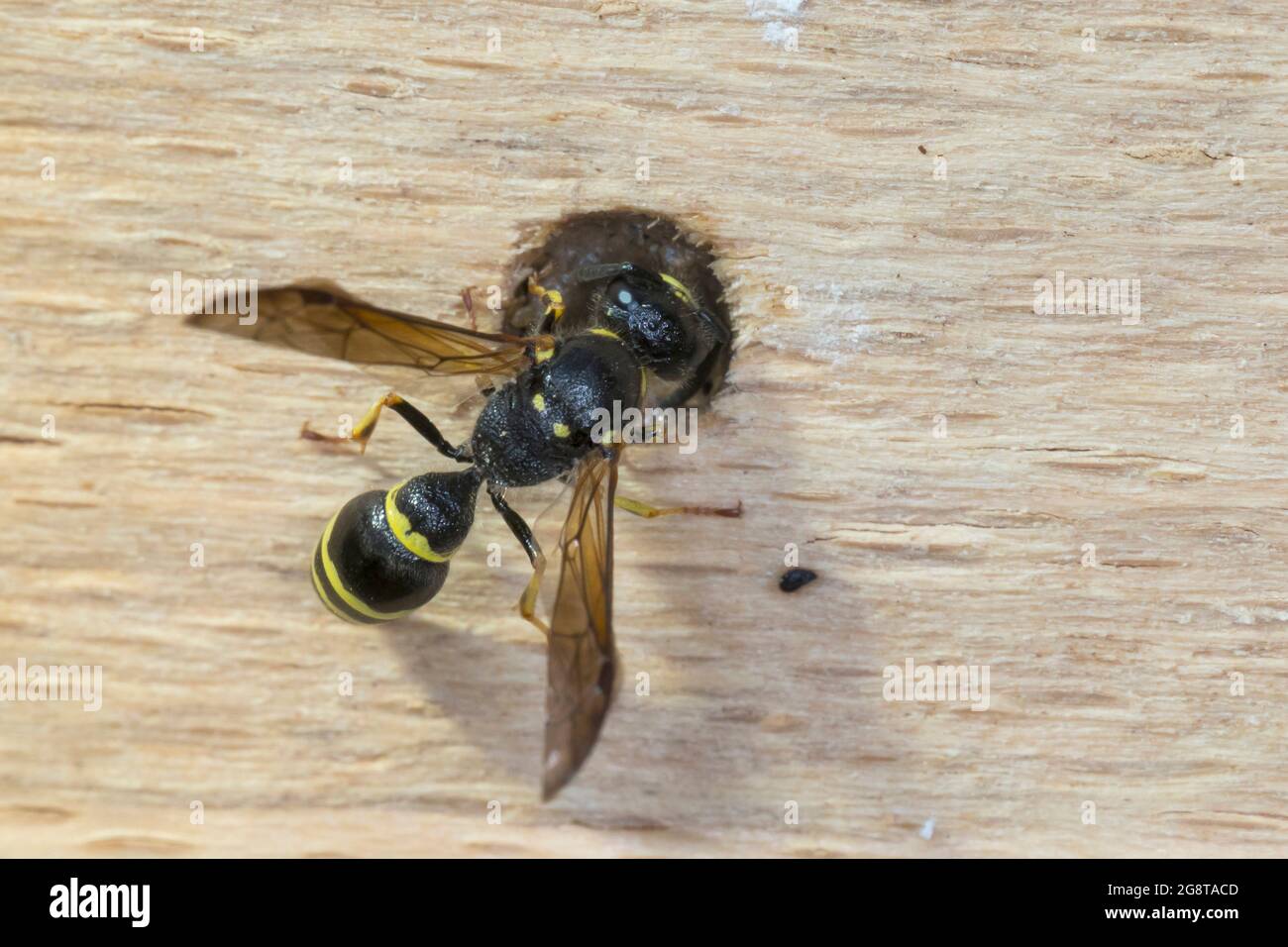 Potter wasp nest hi-res stock photography and images - Alamy