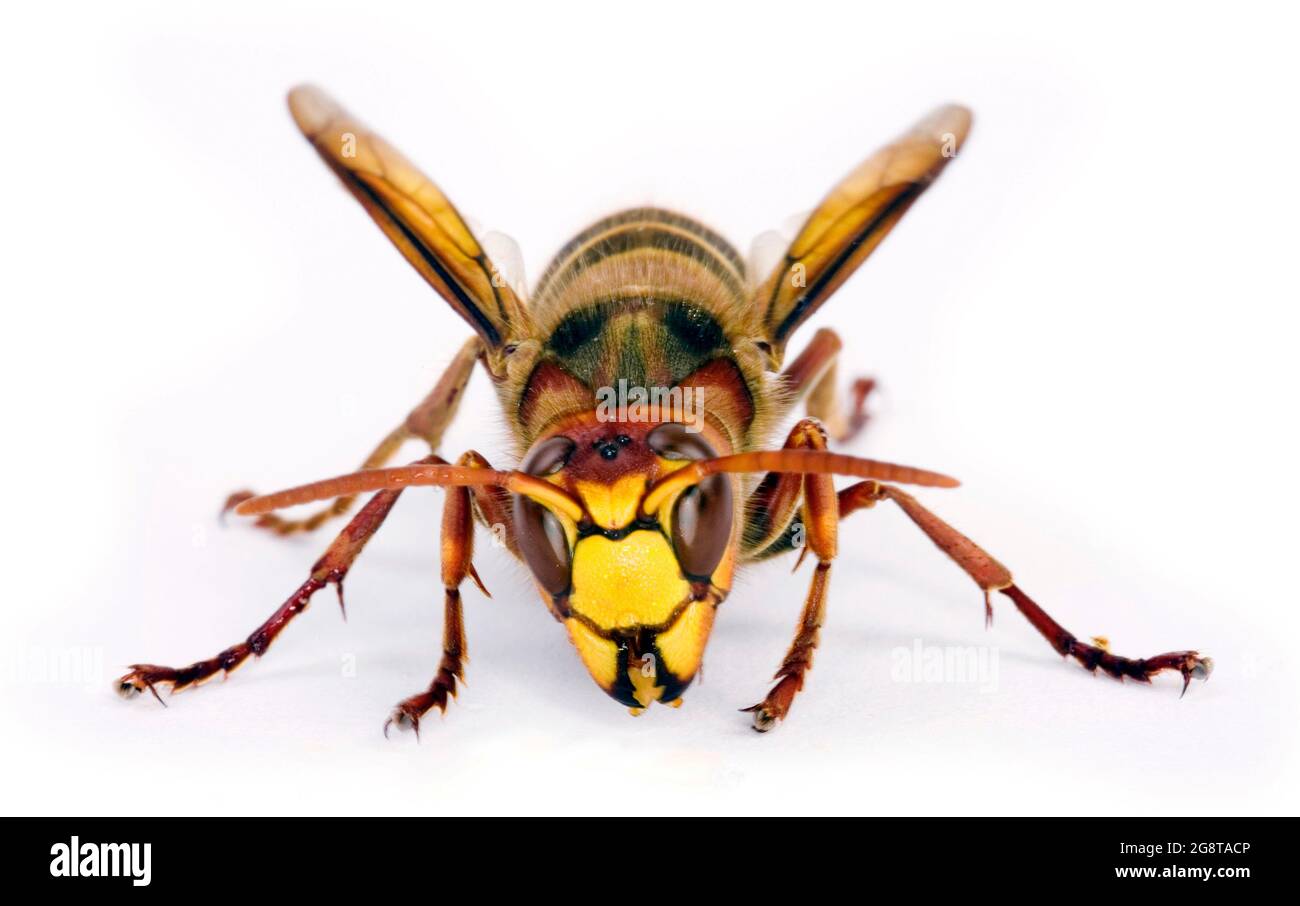 hornet, brown hornet, European hornet (Vespa crabro), front view, cut ...