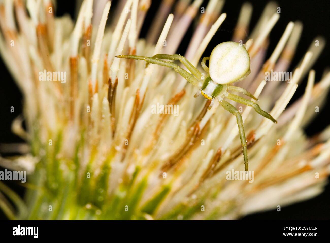 Goldenrod crab spider misumena vatia sits on a flower hi-res stock ...