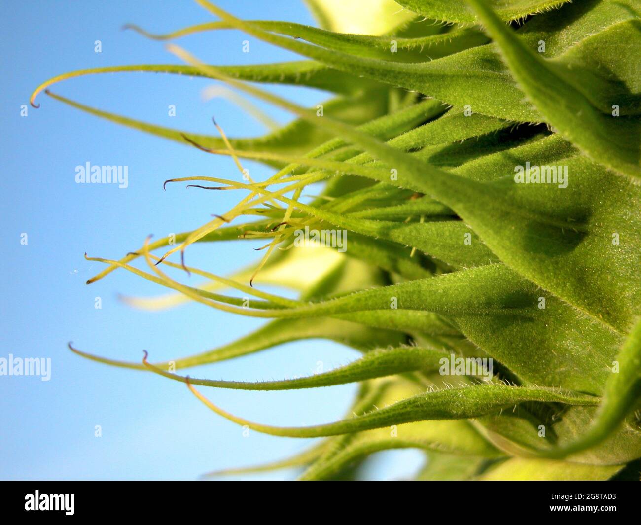 common sunflower (Helianthus annuus), inflorescence in bud Stock Photo ...