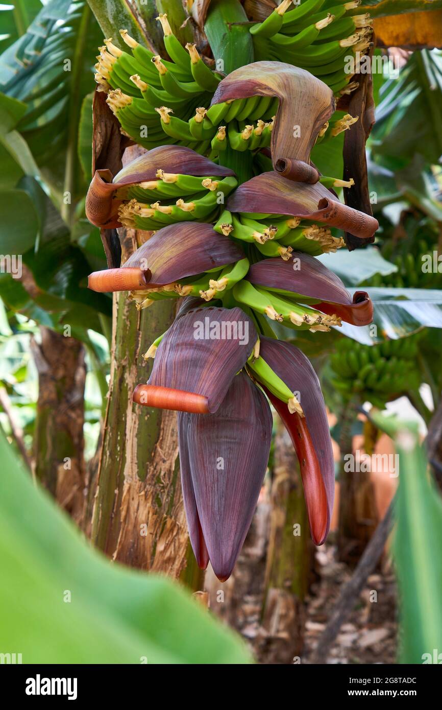 Large banana tree hi-res stock photography and images - Alamy