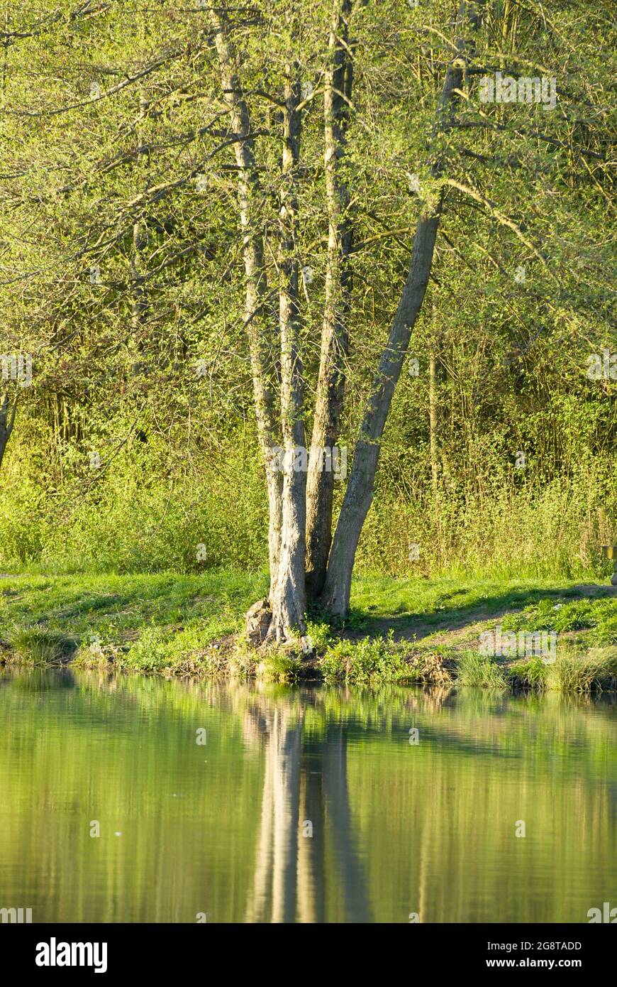 Trees on lake shore in spring, Germany, Baden-Wuerttemberg, Vaihingen ...