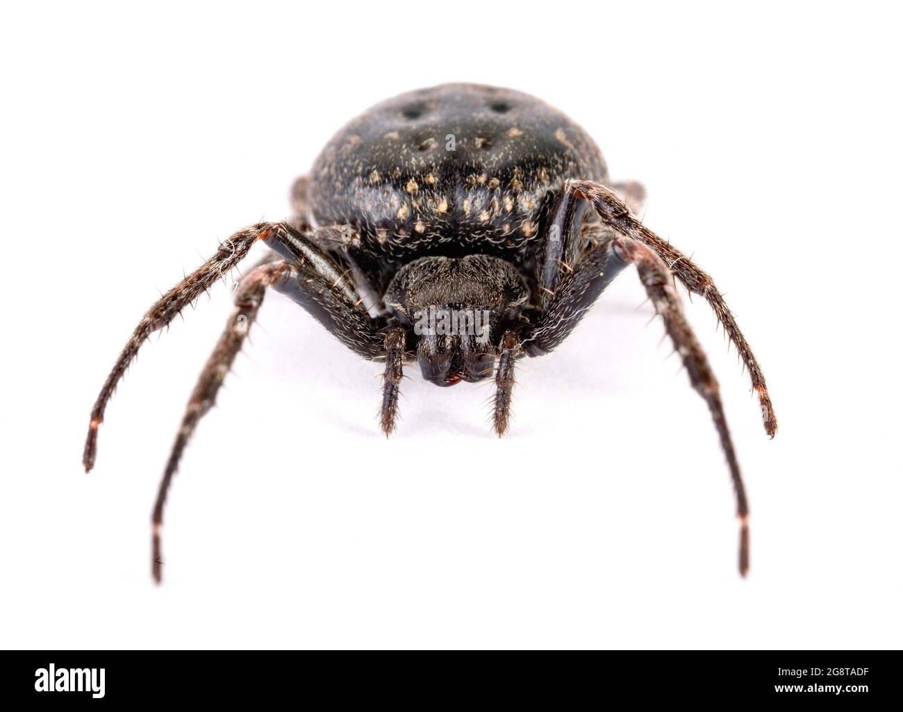 Walnut orb weaver spiders hi-res stock photography and images - Alamy