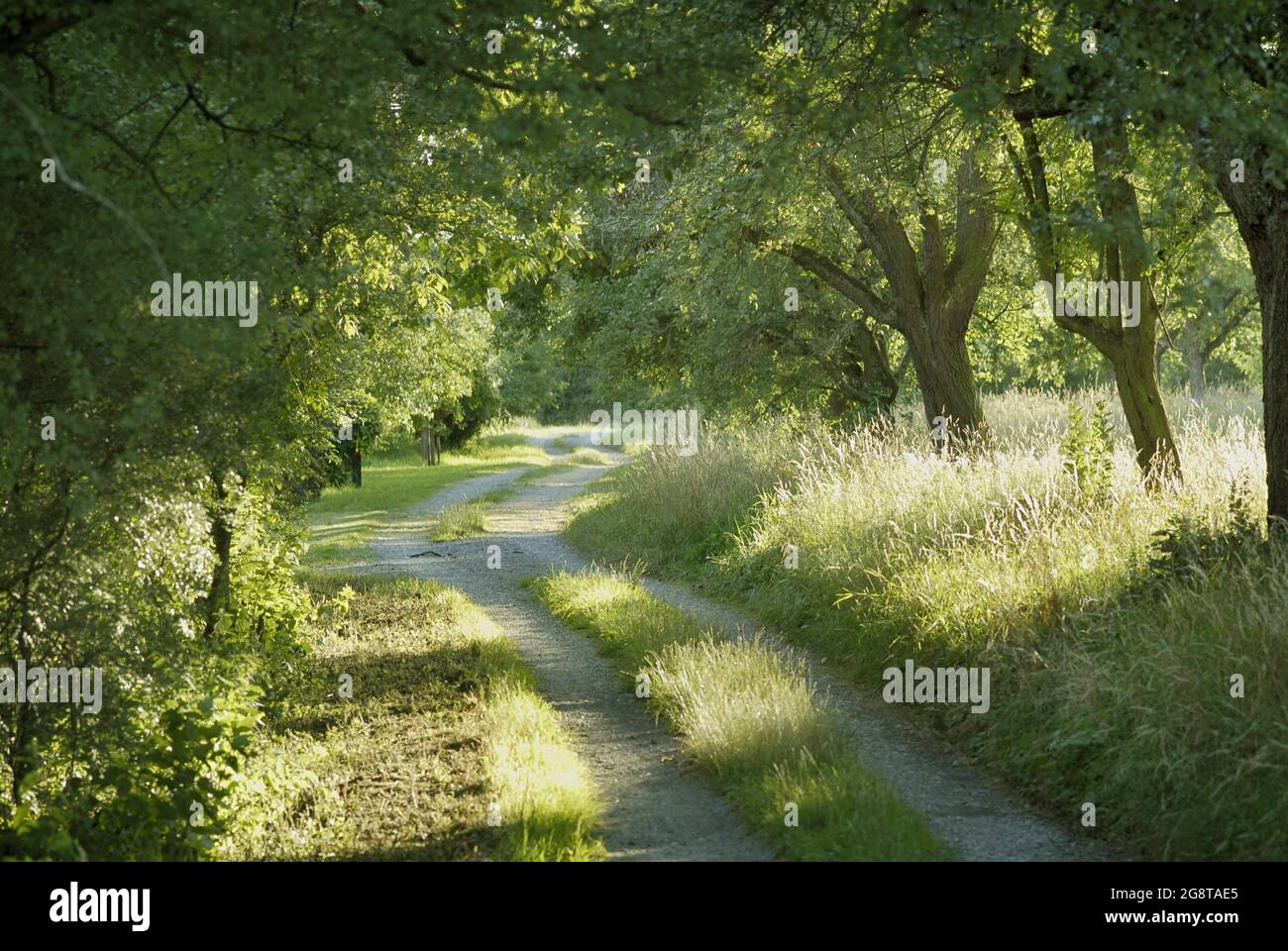 Field path under trees, Germany, Baden-Wuerttemberg, Vaihingen Stock ...