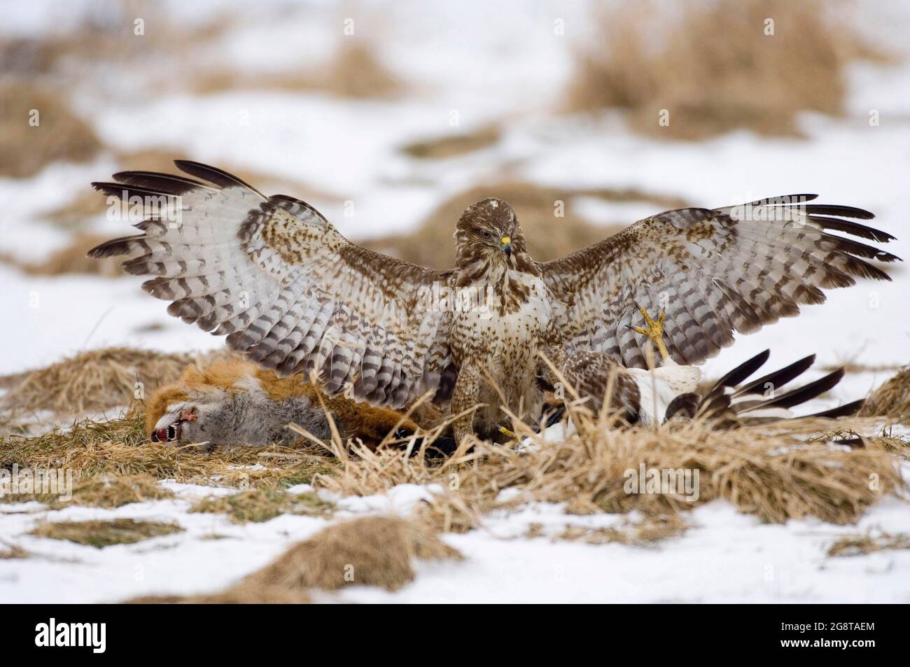 Fighting at a dead hi-res stock photography and images - Alamy