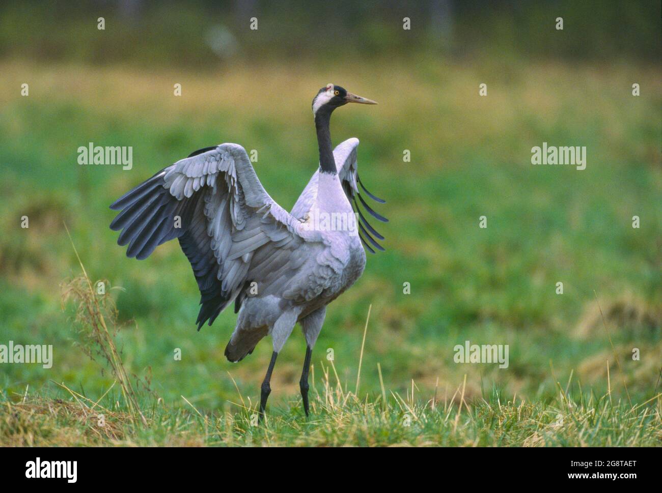 Common crane, Eurasian Crane (Grus grus), stands in a meadow flapping ...