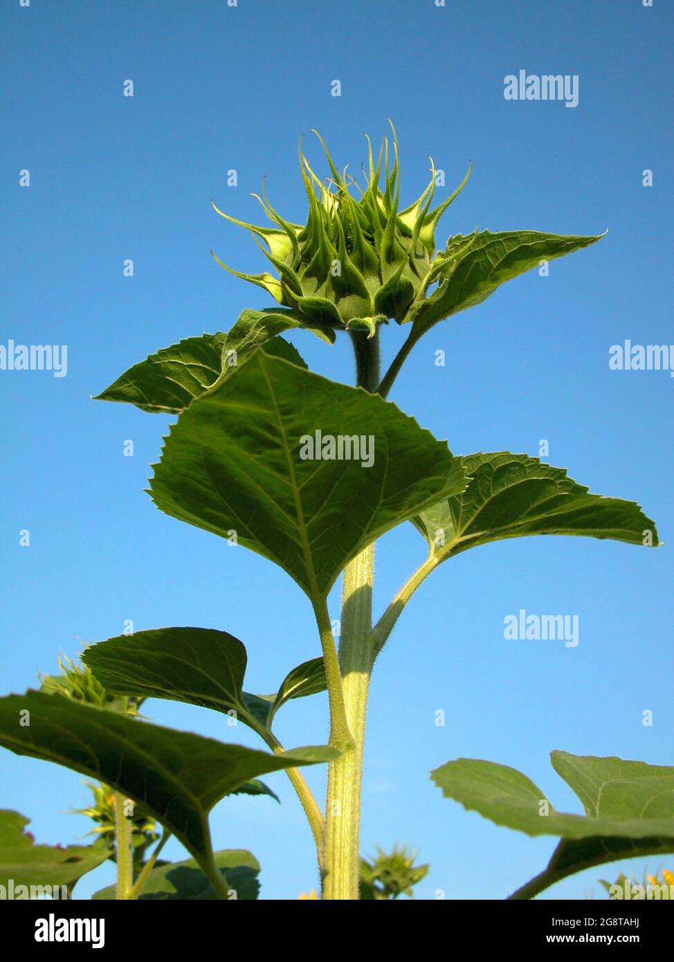 common sunflower (Helianthus annuus), inflorescence in bud Stock Photo ...