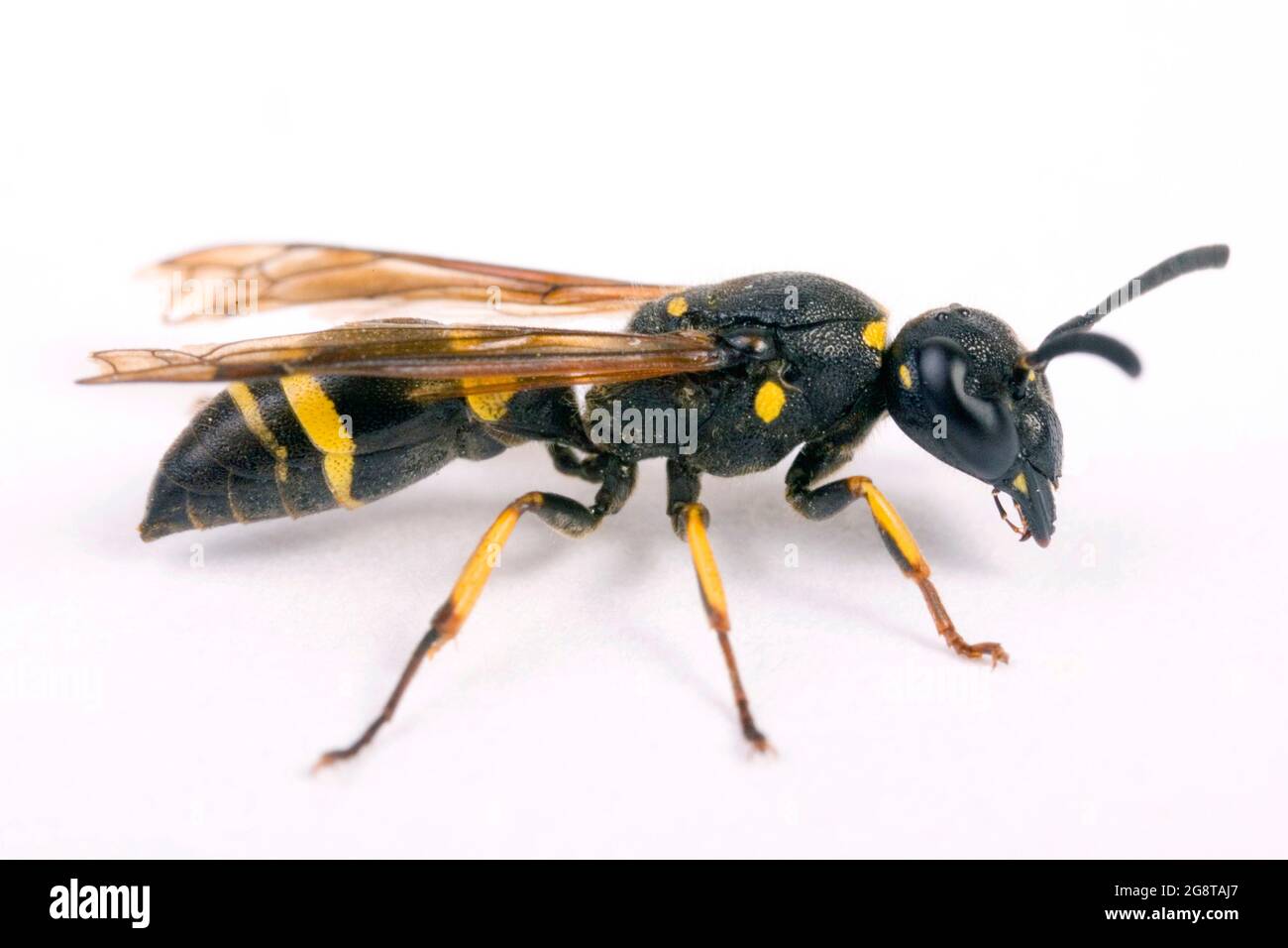 Side view of wasp Cut Out Stock Images & Pictures - Alamy