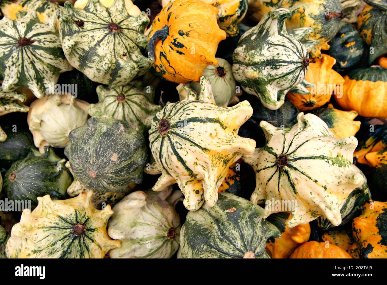 ornamental pumpkin (Cucurbita pepo convar. microcarpina), different ...