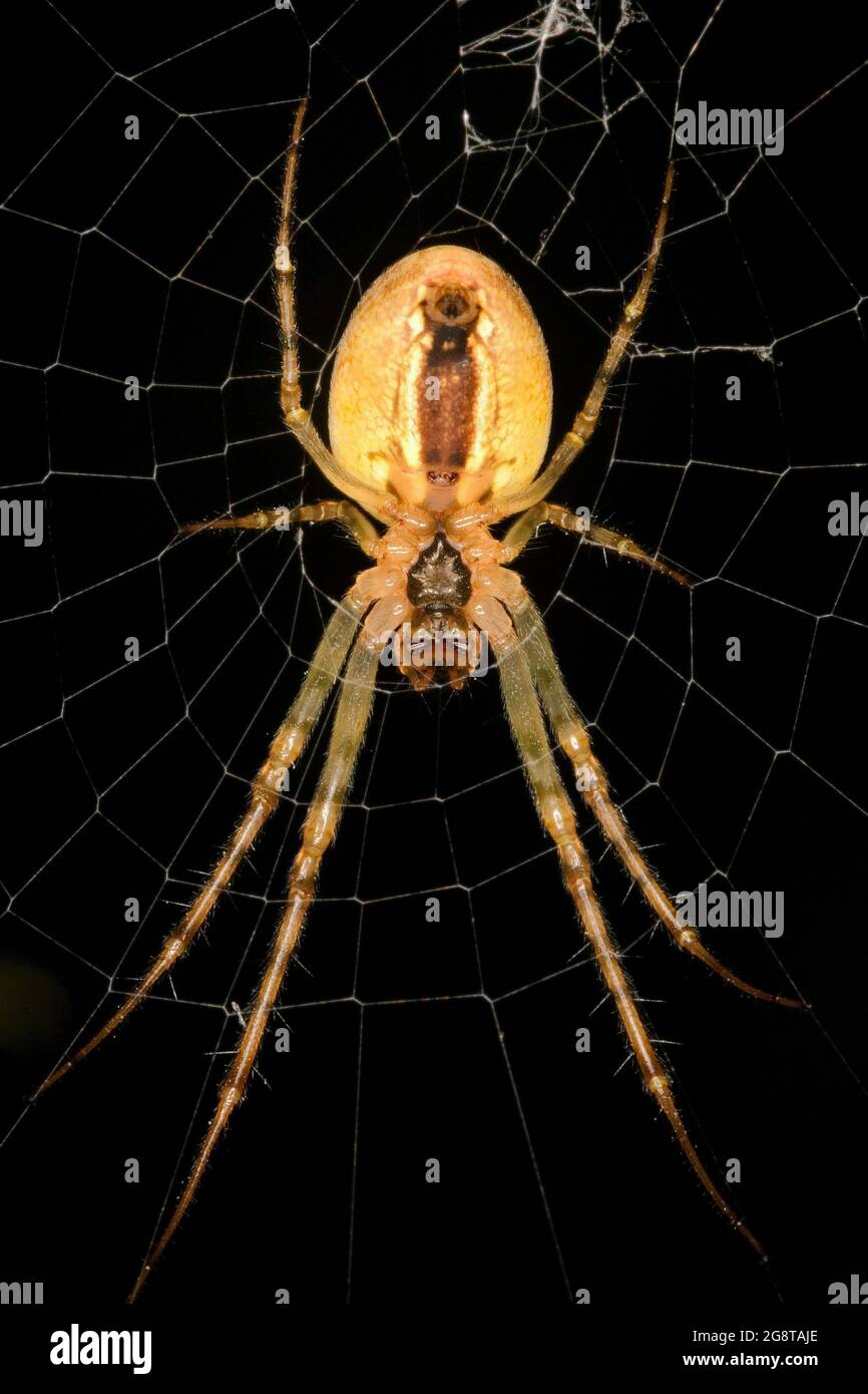 Meta head hi-res stock photography and images - Alamy