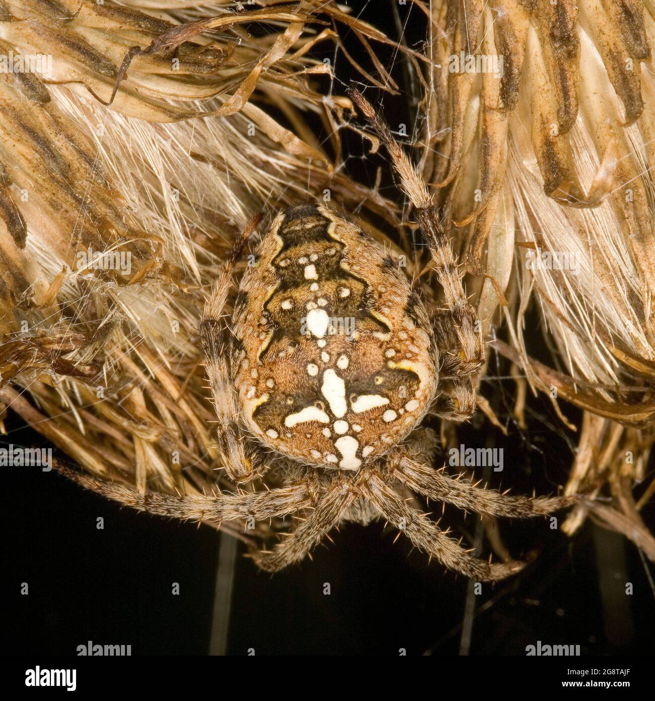 cross orbweaver, European garden spider, cross spider (Araneus ...