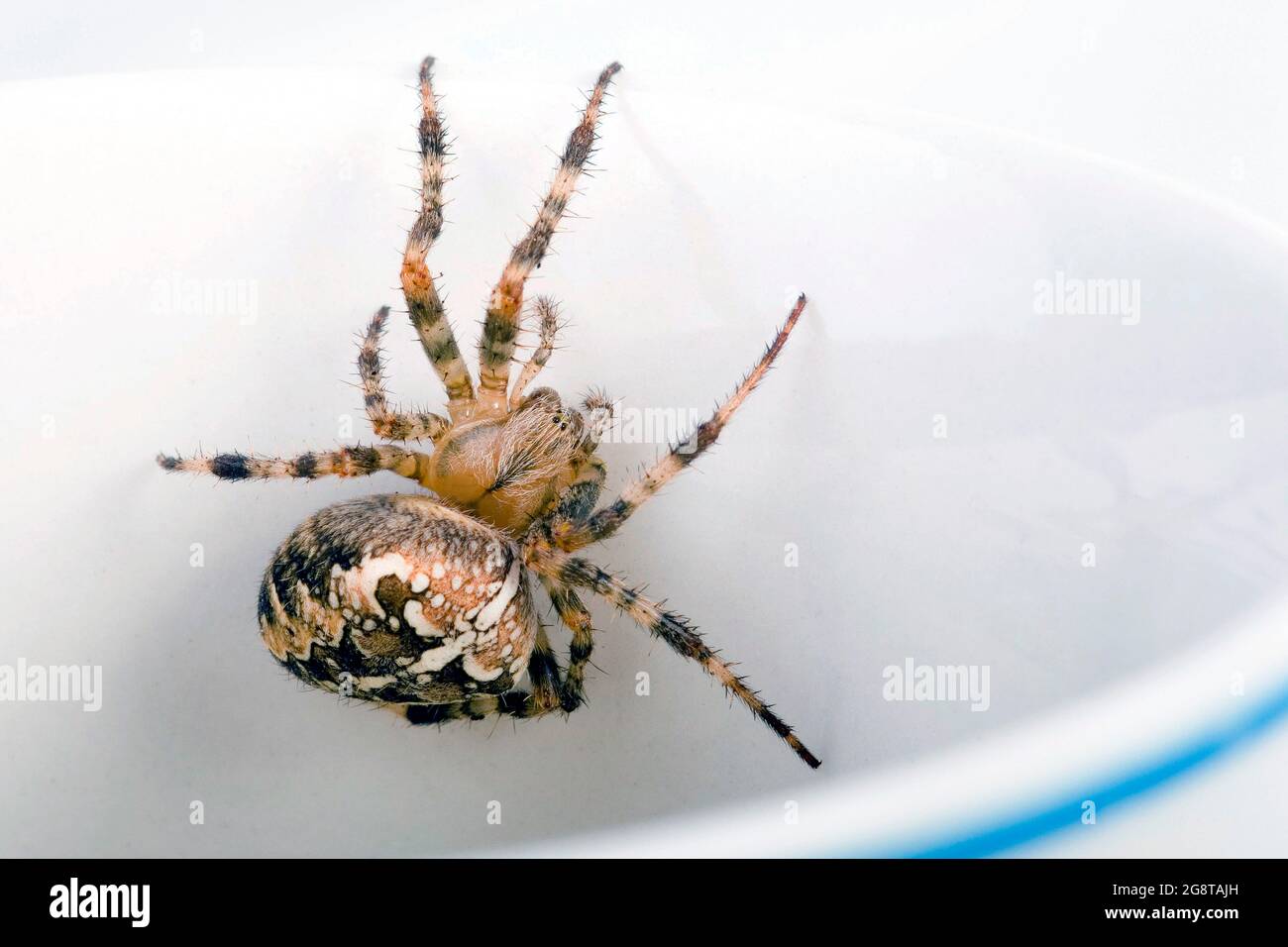 cross orbweaver, European garden spider, cross spider (Araneus ...