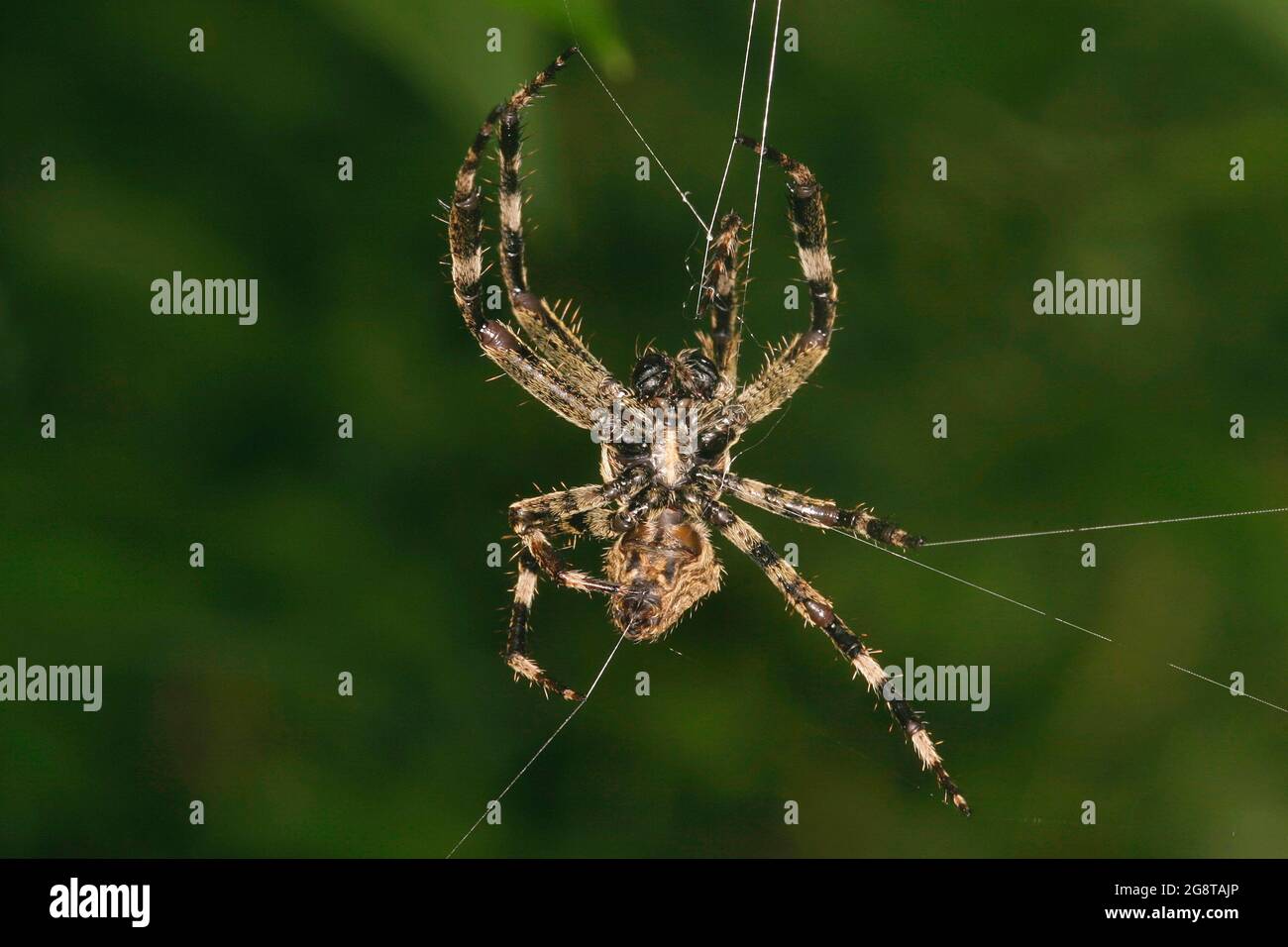 cross orbweaver, European garden spider, cross spider (Araneus ...