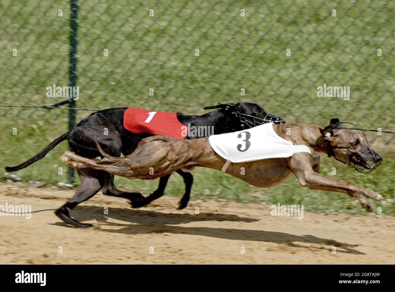 Greyhound Race Horizontal High Resolution Stock Photography and Images ...