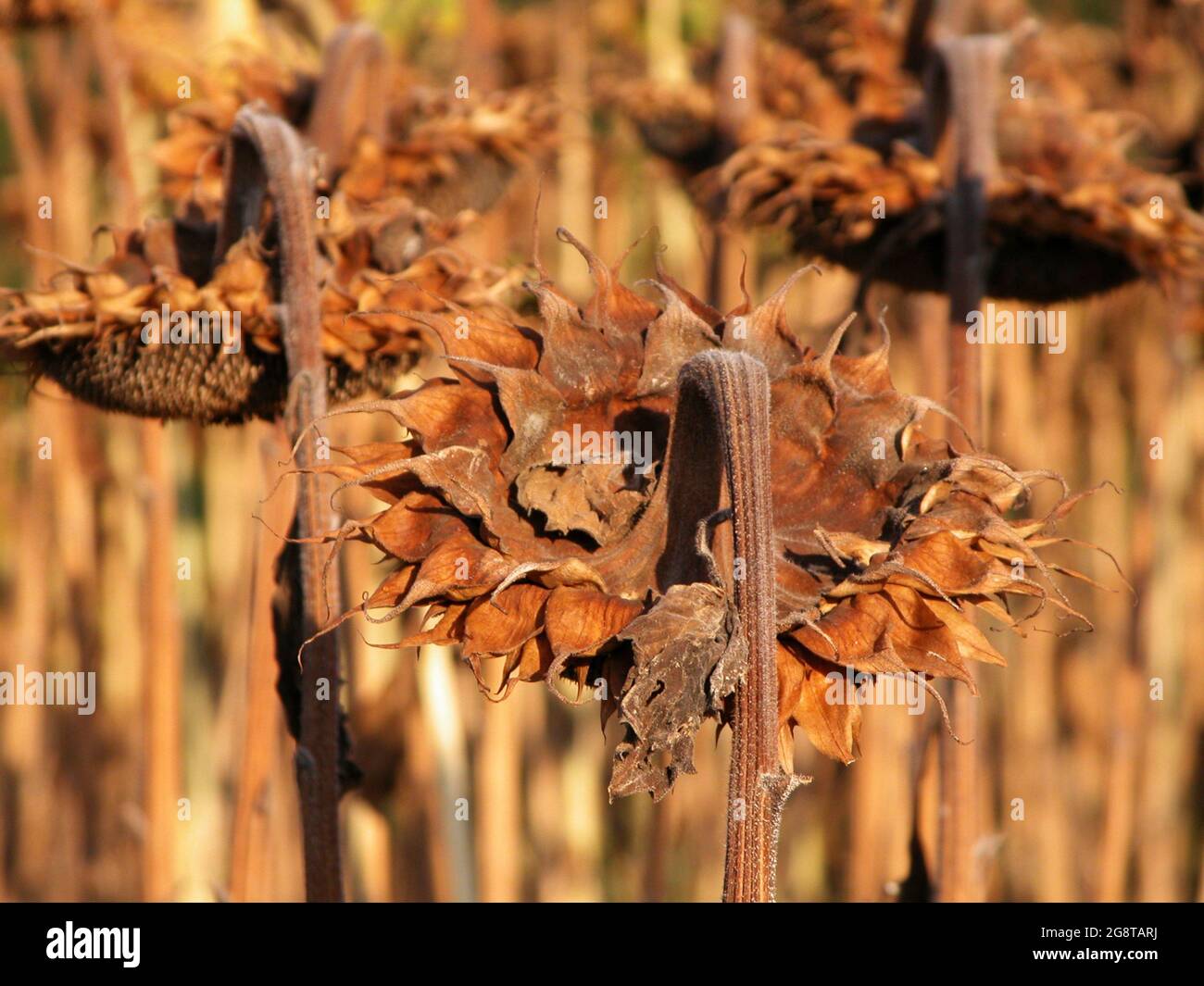 common sunflower (Helianthus annuus), sunflowers before harvest, dried ...