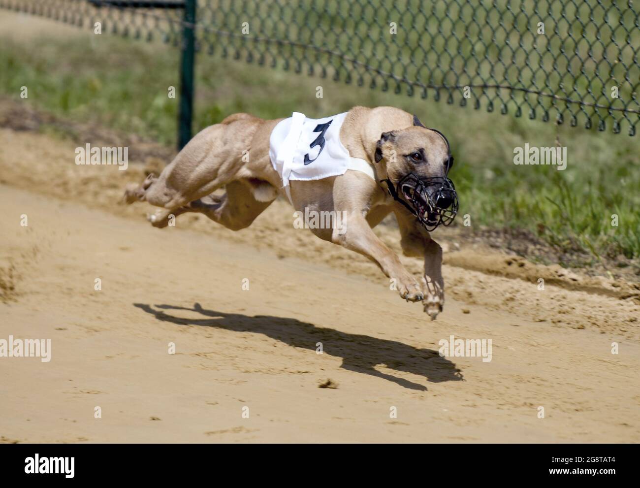 Greyhound (Canis lupus f. familiaris), at the greyhound race , Germany ...