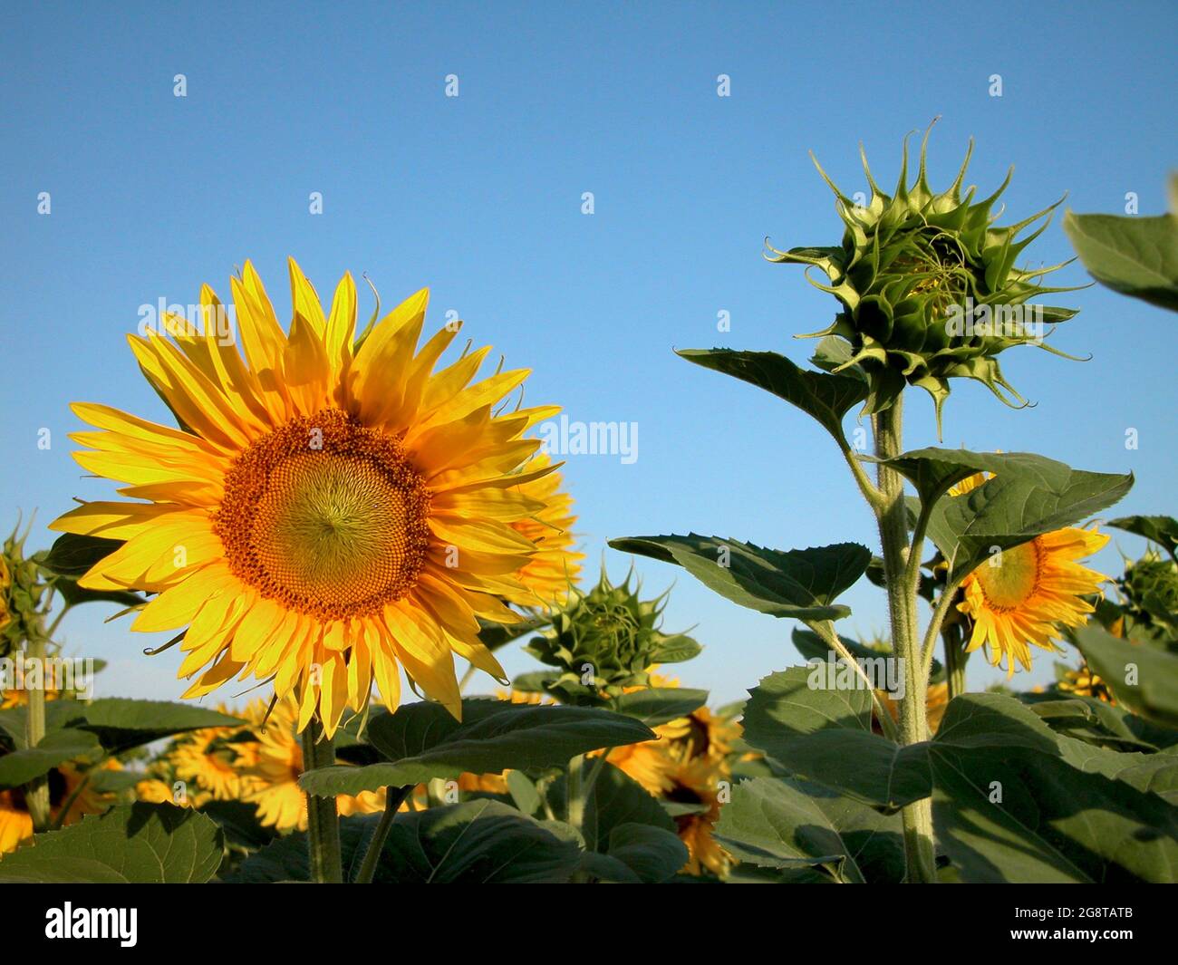 common sunflower (Helianthus annuus), blooming sunflowers and ...