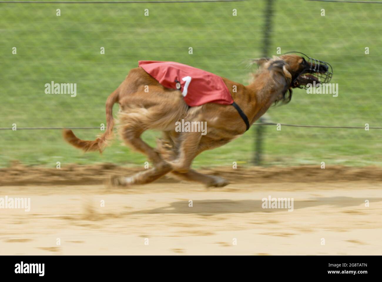 Greyhound (Canis lupus f. familiaris), at the greyhound race , Germany ...