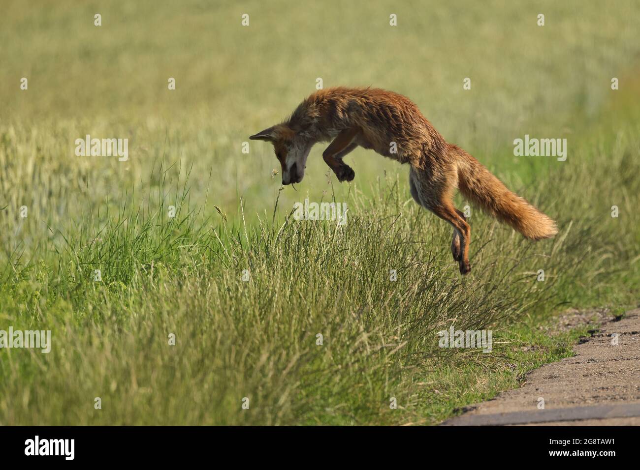 red fox (Vulpes vulpes), hunting, jumping for a mouse, Germany, Baden ...