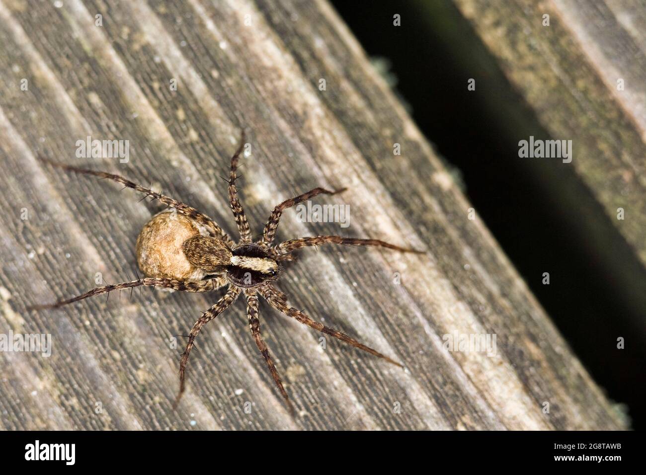 Burnt animals hi-res stock photography and images - Alamy