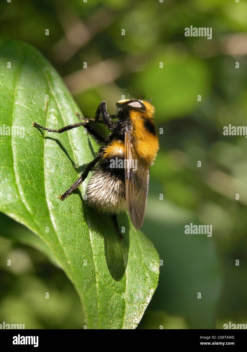Bumblebee mimic hoverfly (Volucella bombylans), sits on a leaf, Austria ...