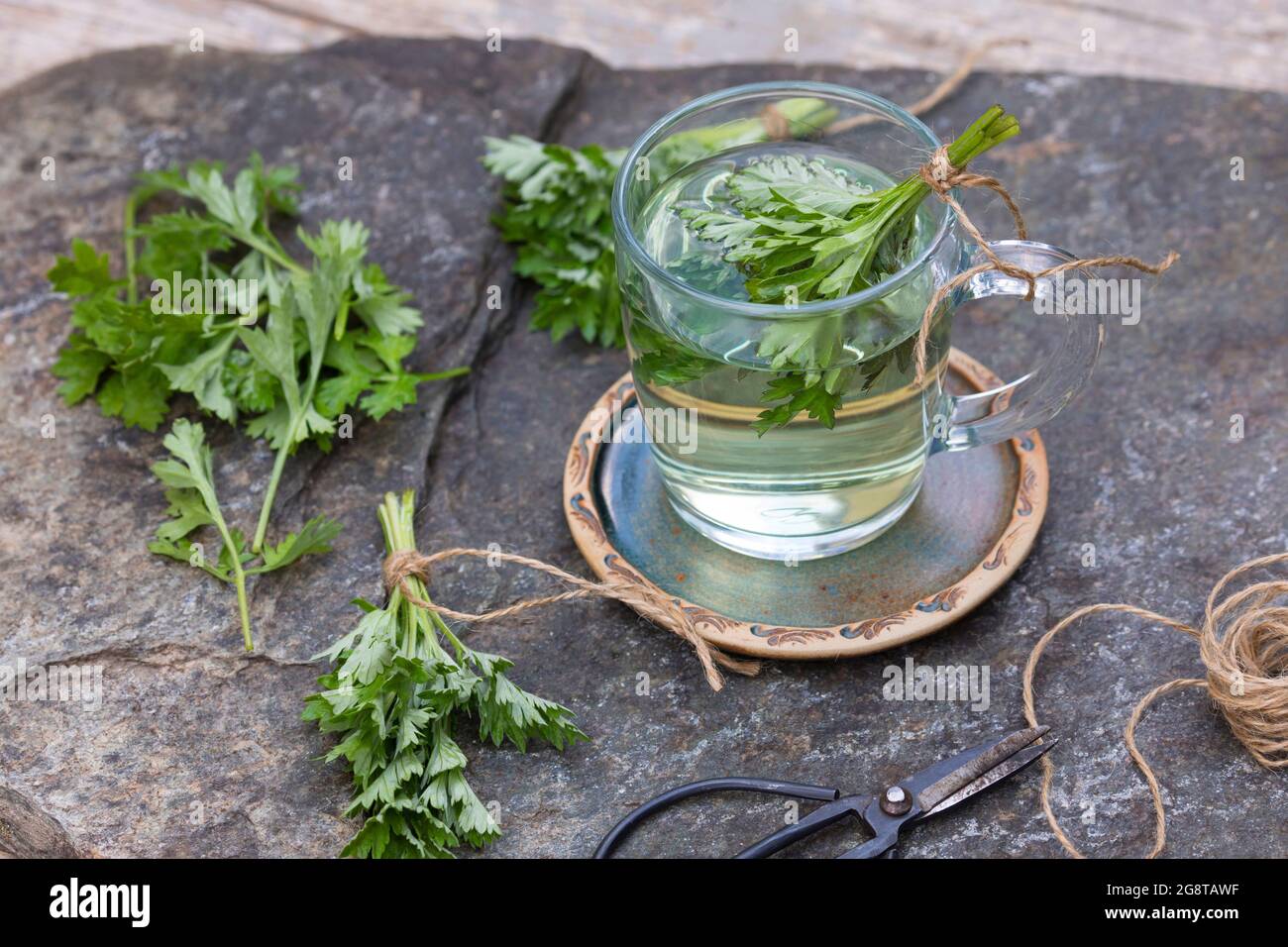 common mugwort, common wormwood (Artemisia vulgaris), selfmade tea of ...