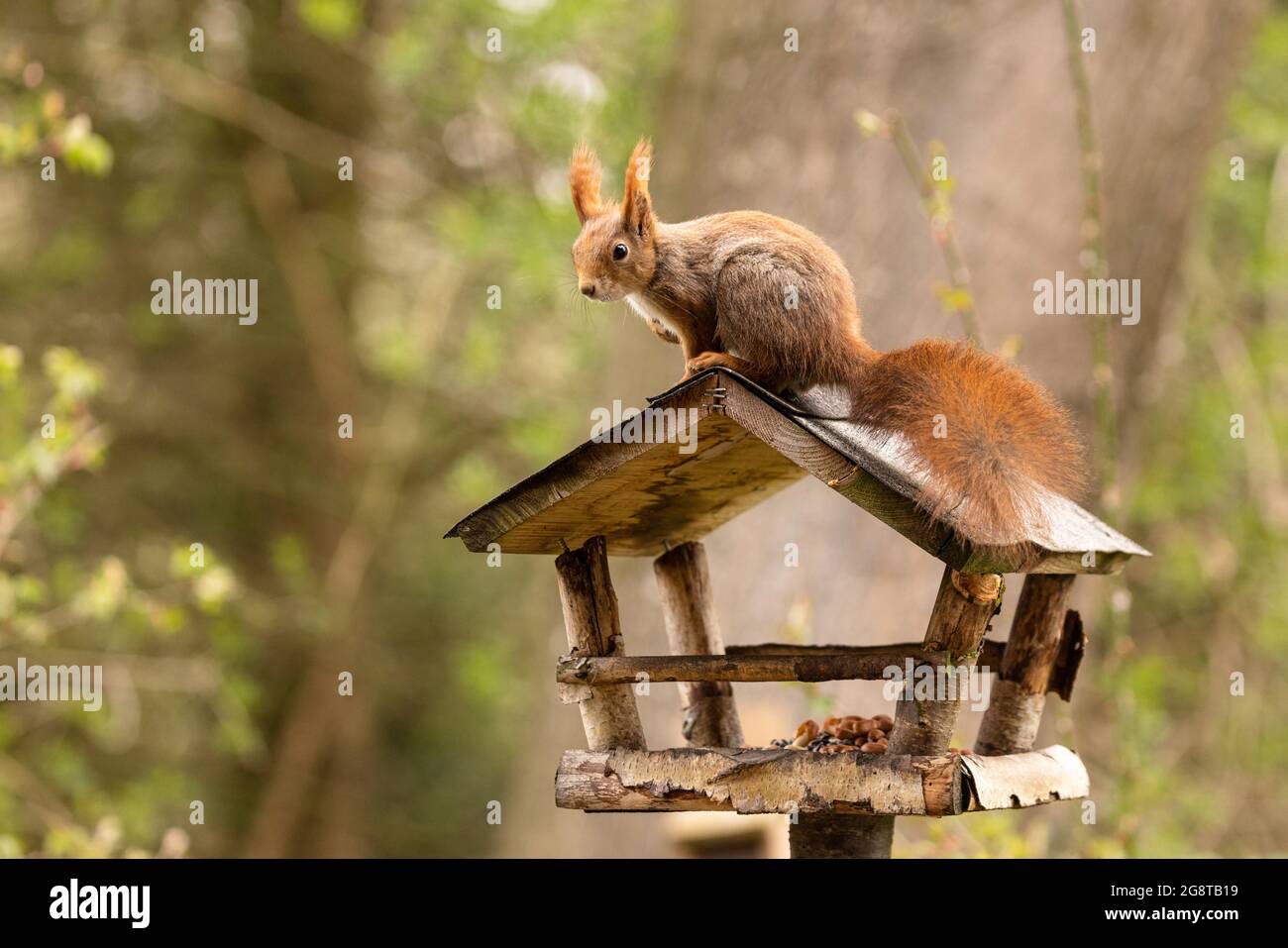 German squirrel hi-res stock photography and images - Alamy
