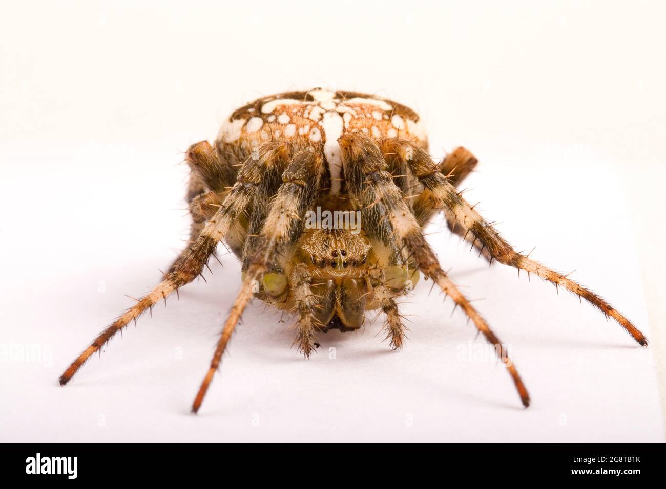 cross orbweaver, European garden spider, cross spider (Araneus ...