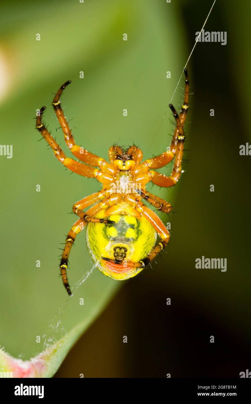 Spider hangs on thread hi-res stock photography and images - Alamy