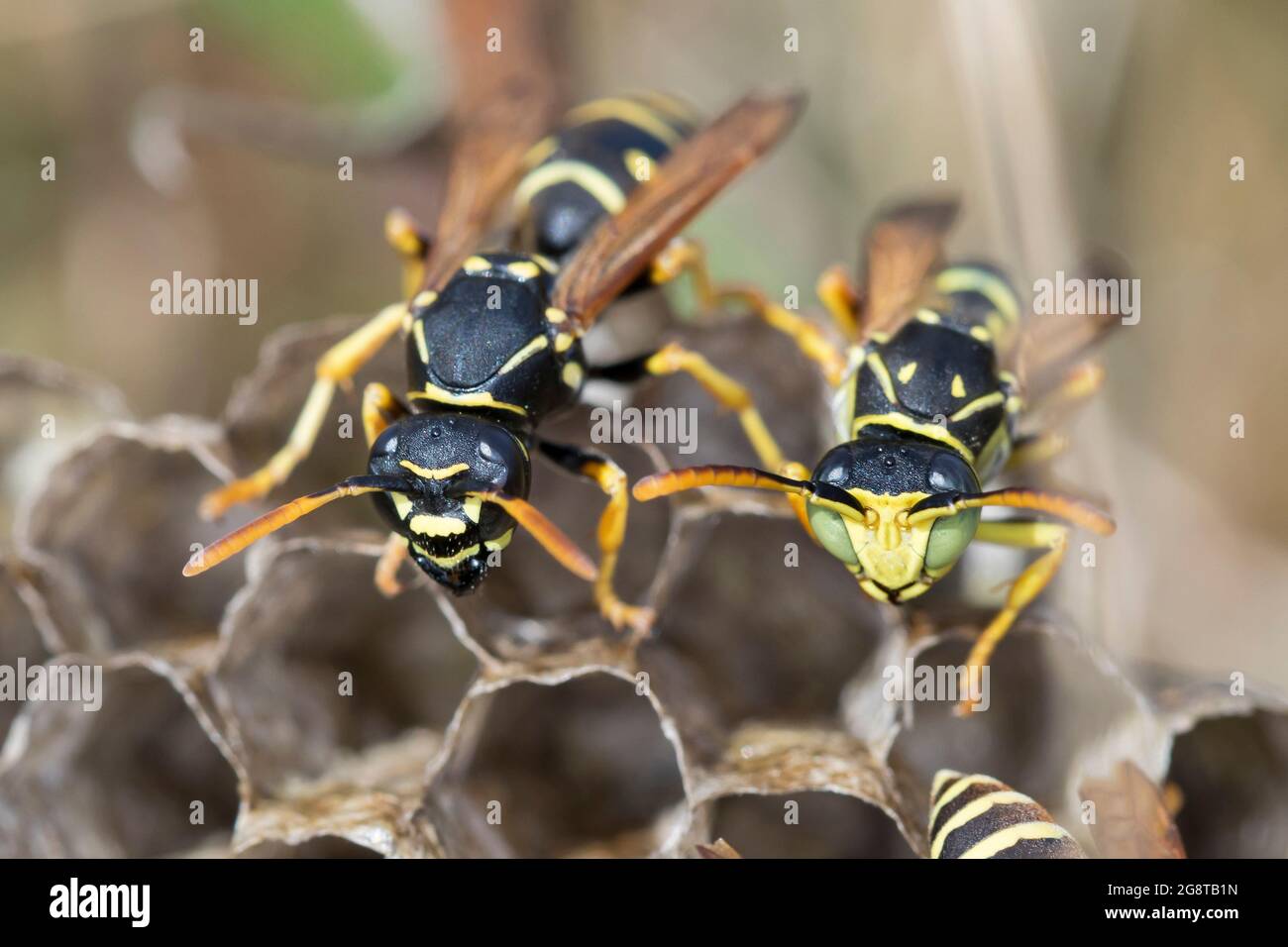 Paper wasp (Polistes nimpha, Polistes opinabilis), female and male at ...
