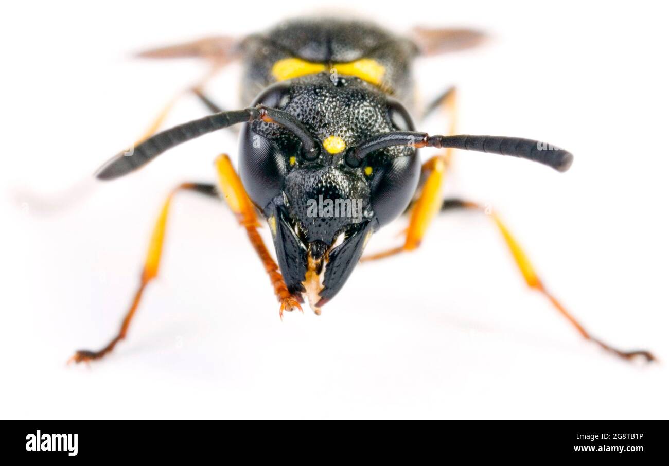 Potter Wasp (Euodynerus), front view, cut-out, Austria Stock Photo - Alamy