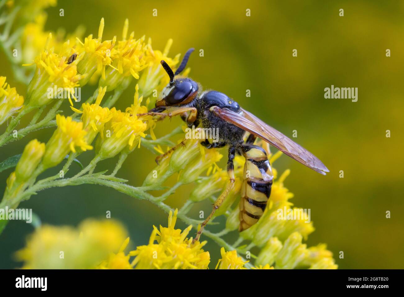 Bee-killer wasp, Bee-killer (Philanthus triangulum, Philanthus apivorus ...