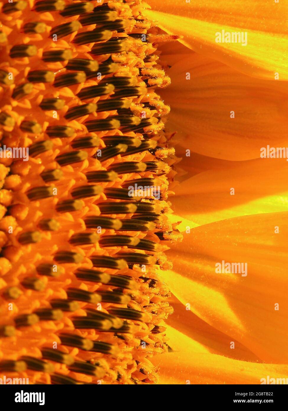 common sunflower (Helianthus annuus), blossom, detail Stock Photo - Alamy