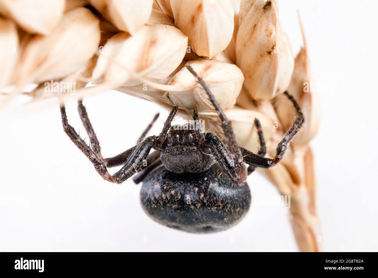 Crevice spider, Walnut Orb-Weaver Spider, Walnut orb weaver spider ... Crevice spider, Walnut Orb-Weaver Spider, Walnut orb weaver spider ...
