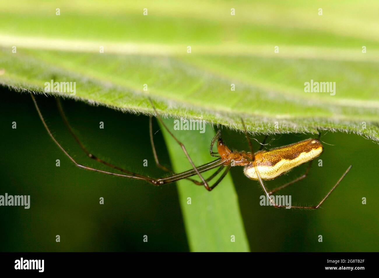 long-jawed spider (Tetragnatha extensa), on the underside of a leaf ...