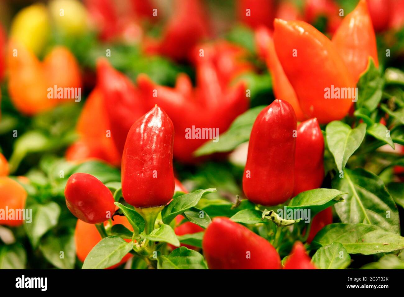 Chili (Capsicum spec. ), Red peperoni at the plant Stock Photo - Alamy