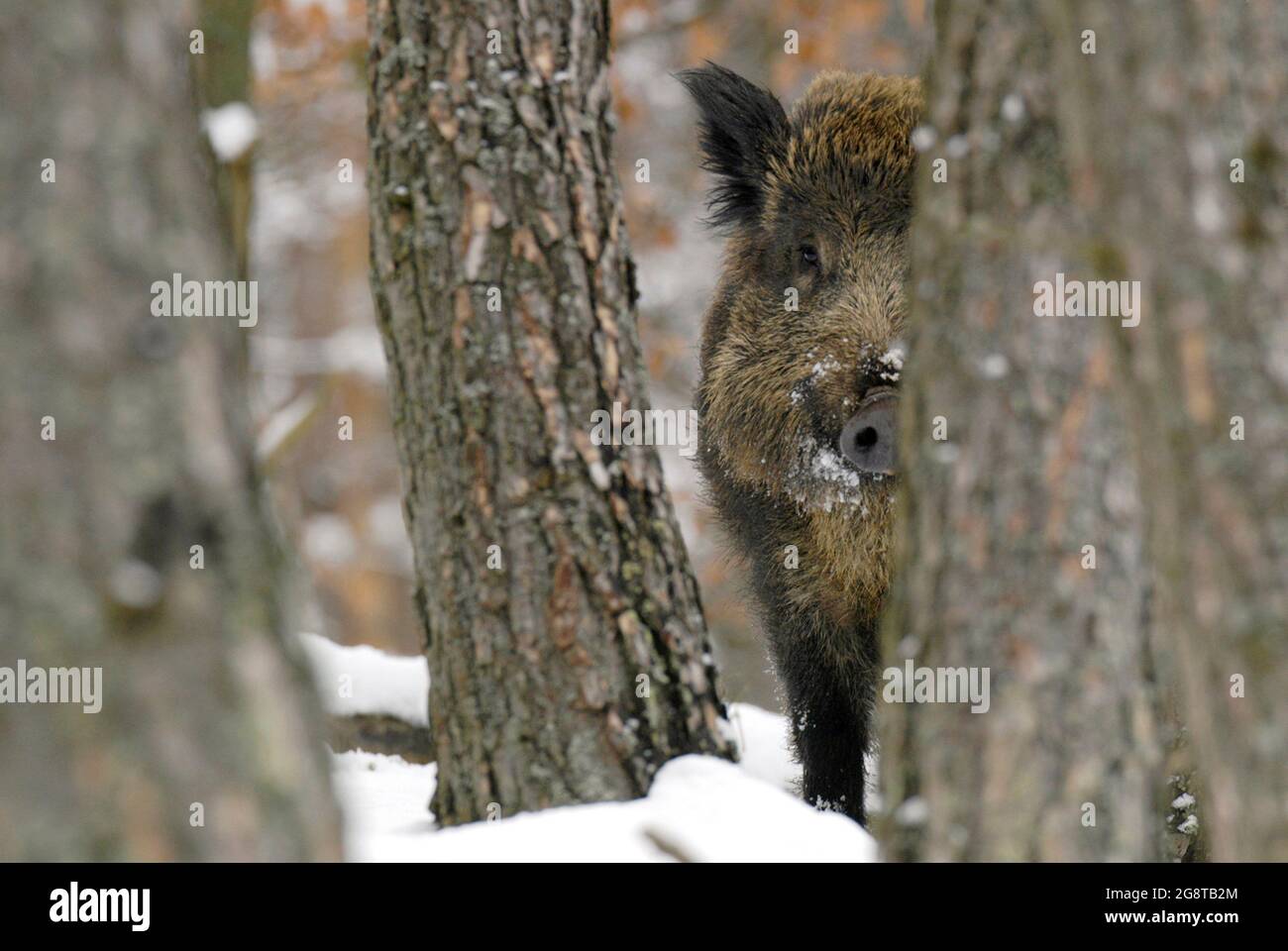 Boar behind tree hi-res stock photography and images - Alamy