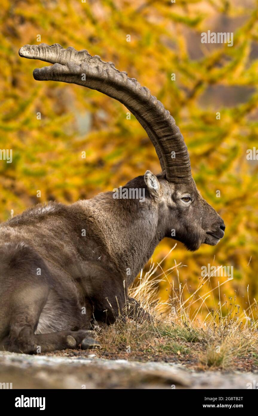Alpine ibex (Capra ibex, Capra ibex ibex), male lying on a slope ...