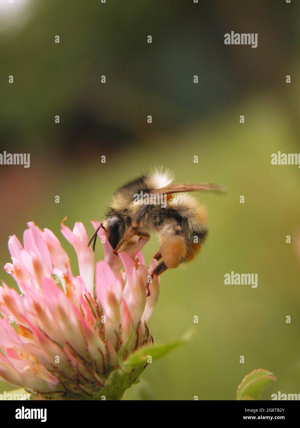 Red clover bee hi-res stock photography and images - Alamy
