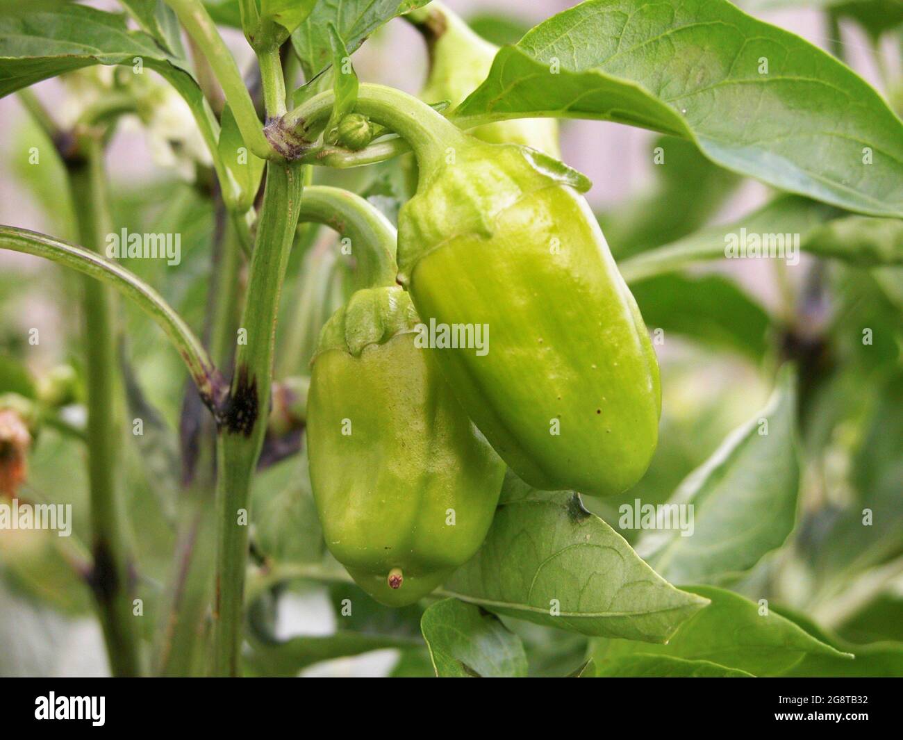 chili pepper, paprika (Capsicum annuum), green peppers on the plant ...